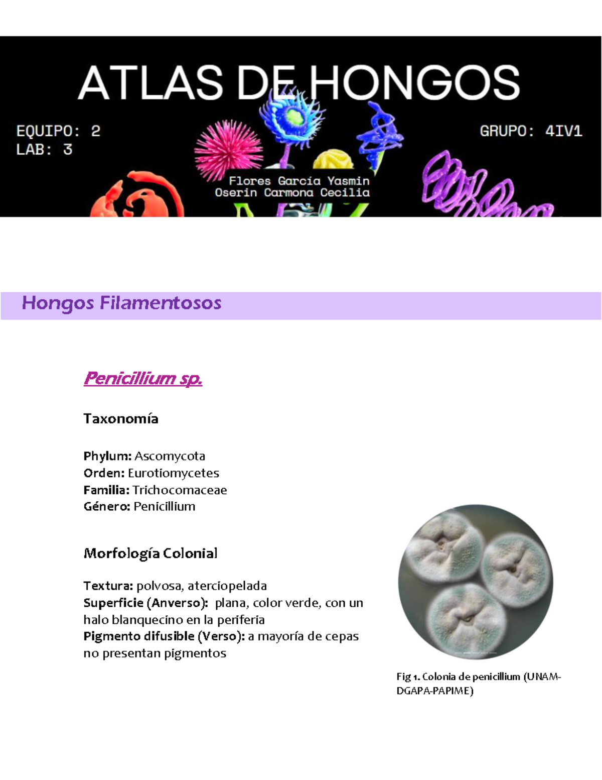 Atlas de Hongos - Hongos Filamentosos Penicillium sp. Taxonomía Phylum ...
