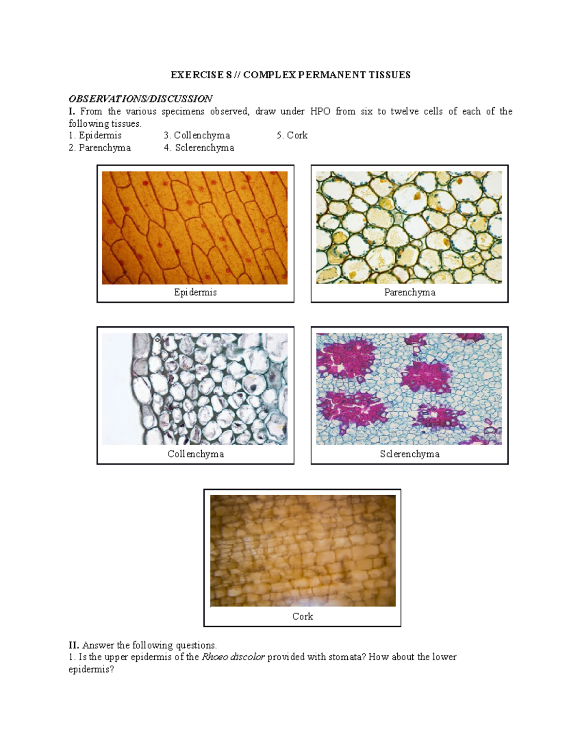 Classification Of Permanent Tissue Simple And Complex Tissue