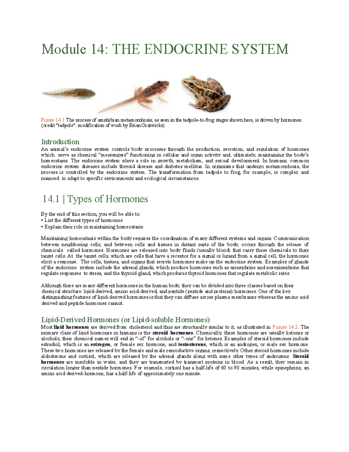 Module 14 - The Endocrine System - Module 14: THE ENDOCRINE SYSTEM ...