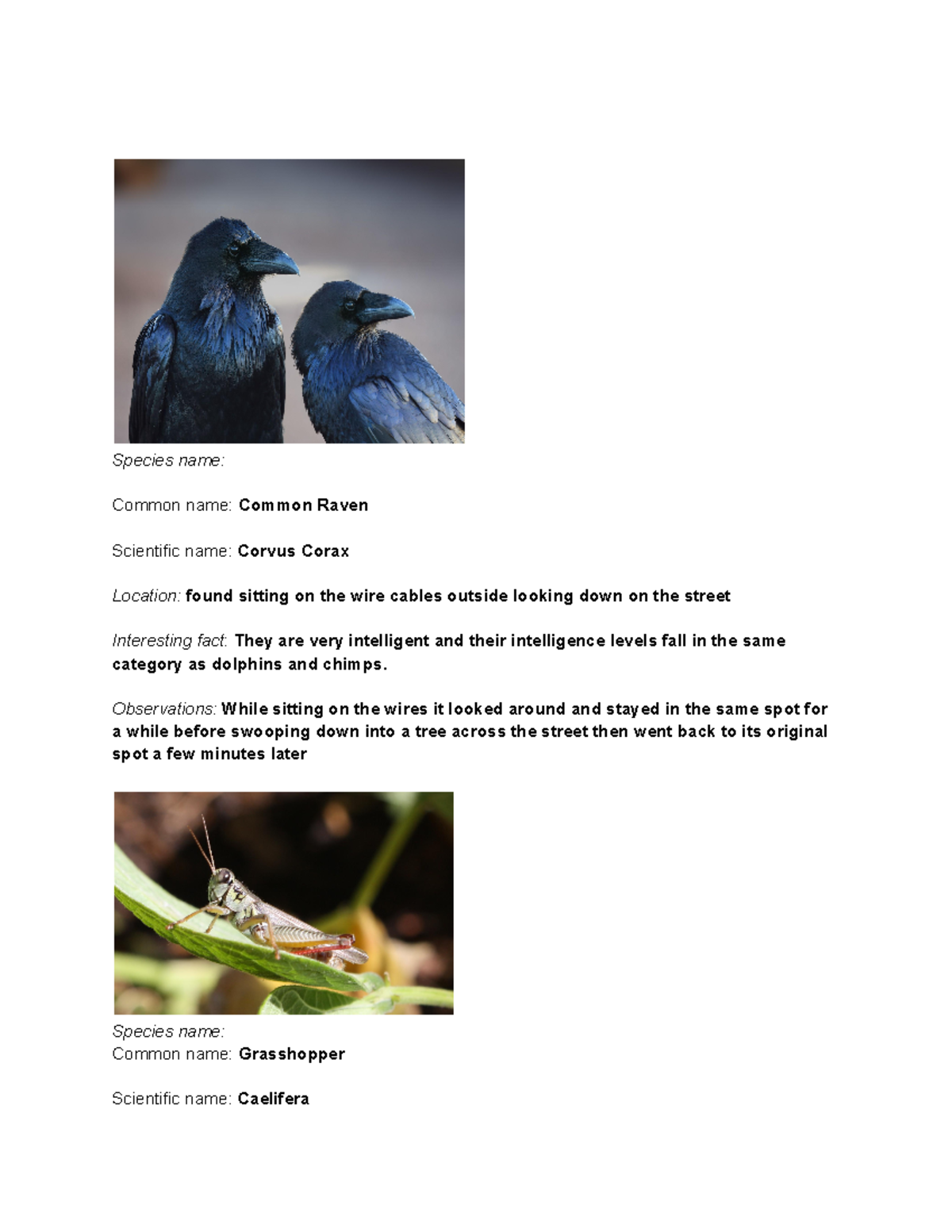 Plant + Animal lab - lab on this week's chapter - Common name: Common ...