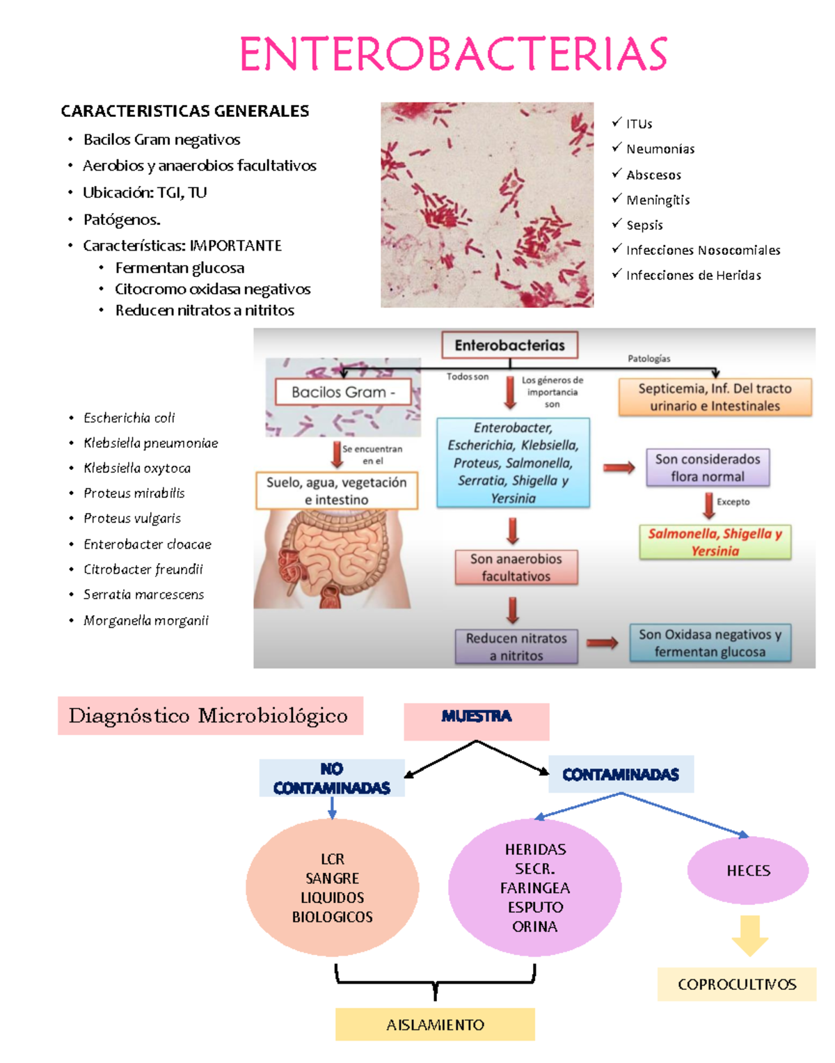 Enterobacterias - CARACTERISTICAS GENERALES - Bacilos Gram negativos ...