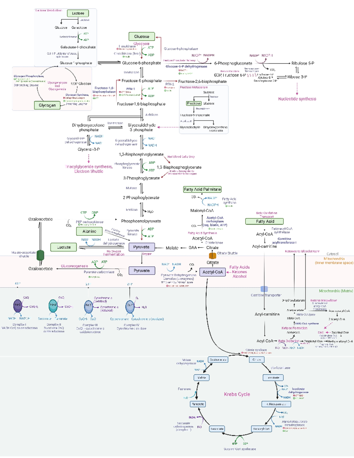 Metabolism pathway - Summary Clinical Biochemistry - PHA 5451 - Studocu