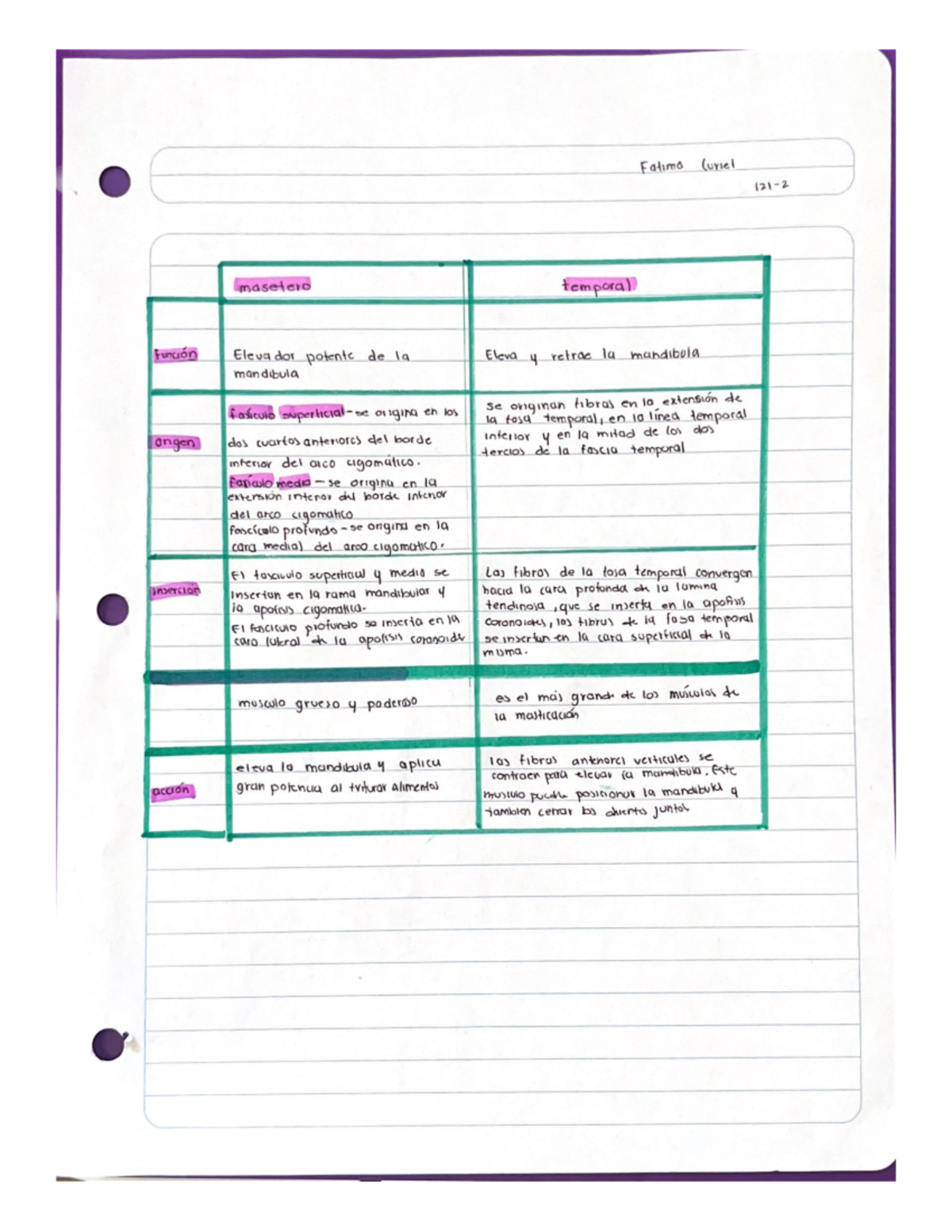 Masetero - musculo macetero - Anatomia - Studocu