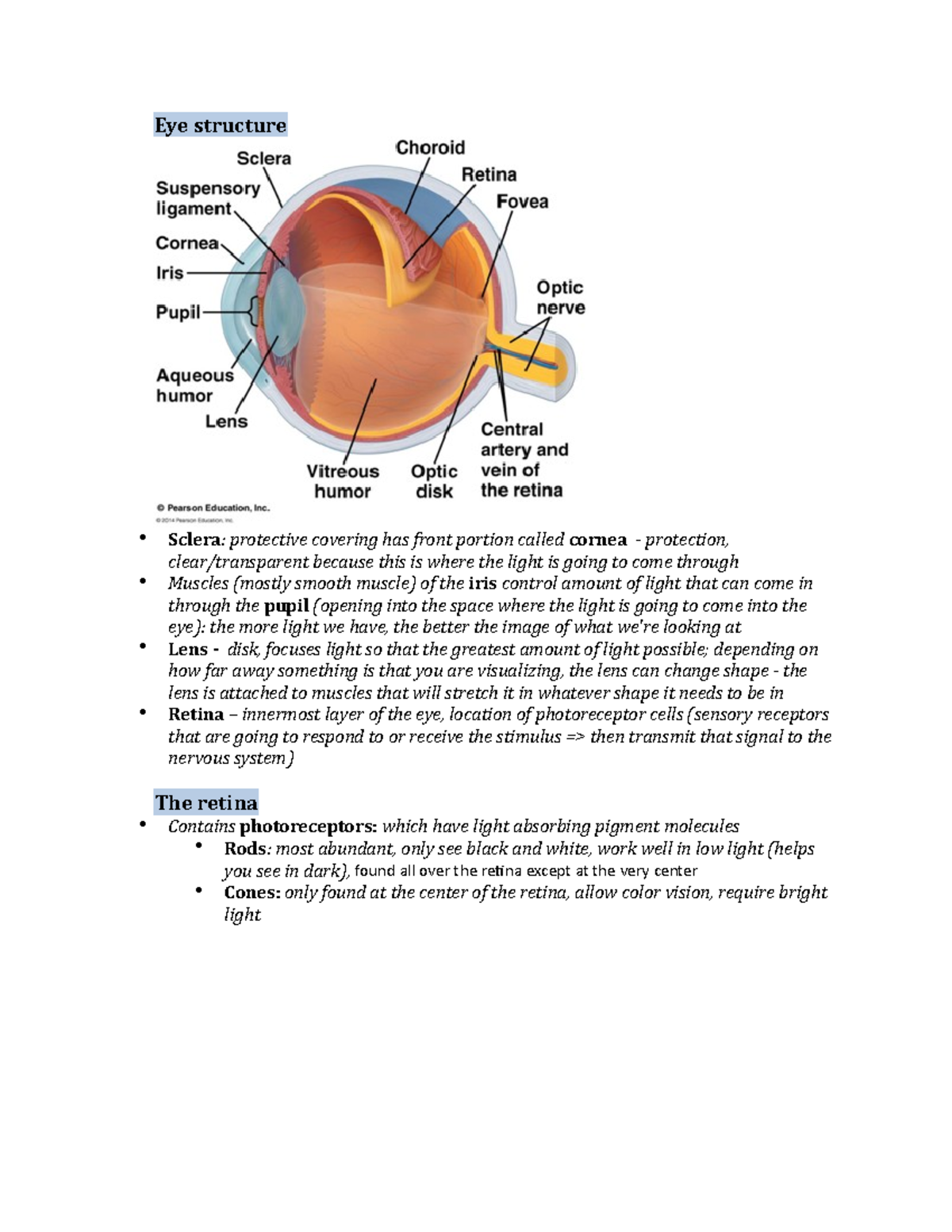 BIO152 Eye structure - Eye structure Sclera: protective covering has ...