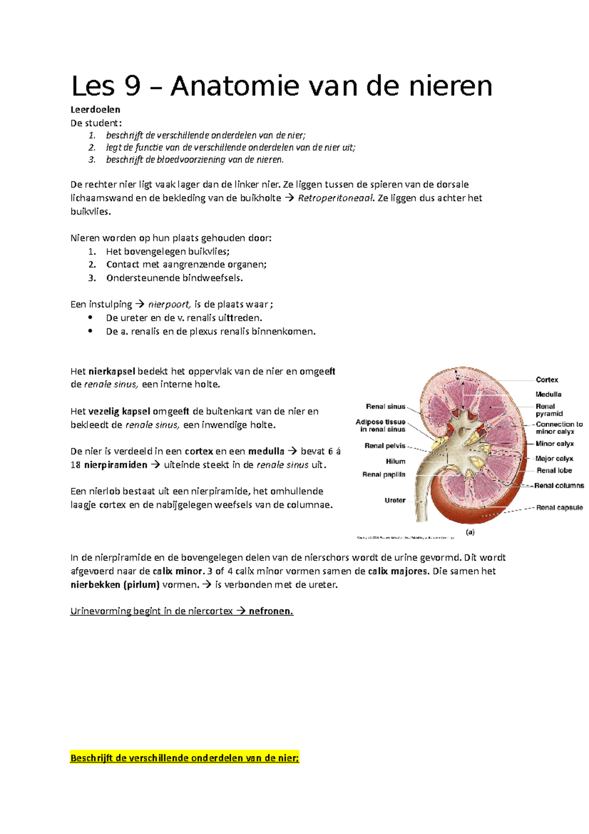 AFP3 Les 9 Anatomie van de nieren - Les 9 – Anatomie van de nieren ...