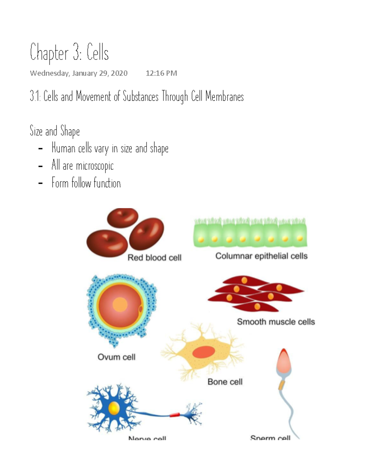Chapter 3 Cells - Lecture notes 3 - Warning: TT: undefined function: 32 ...