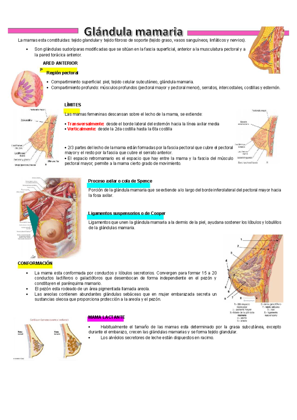 Glandula-mamaria-apunte-de-moore - La mamas esta constituidas: tejido ...