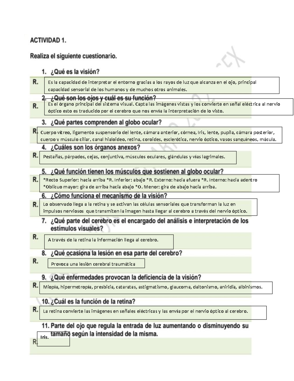 Sentido de la vista - cuestionario - Es la capacidad de interpretar el entorno gracias a los ...