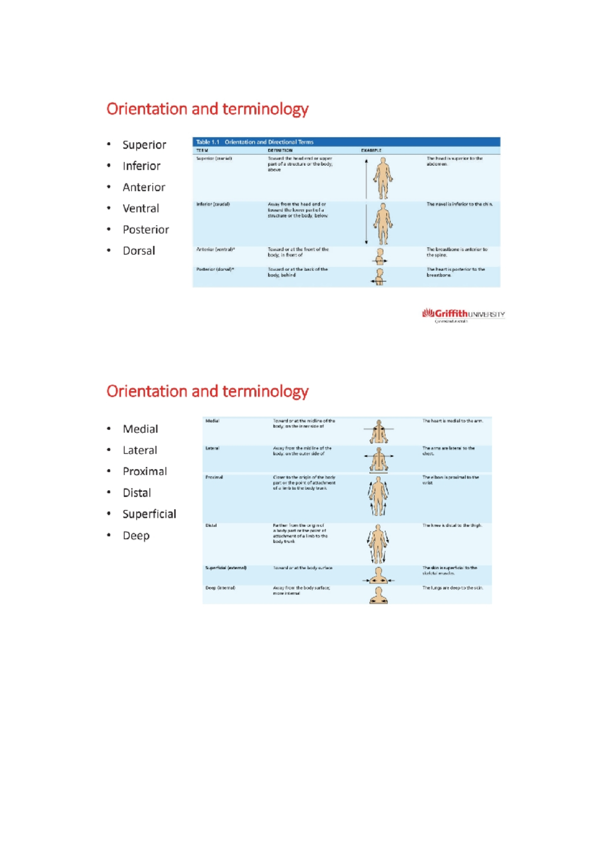 Orientation and Bone shape - 1016MSC - Griffith - Studocu