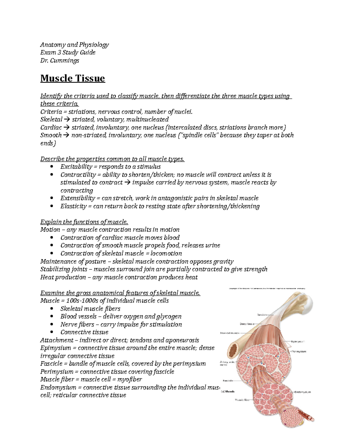 A p Exam 3 Study Guide For Exam 3 Dr Cummings Fall 2016 Anatomy 
