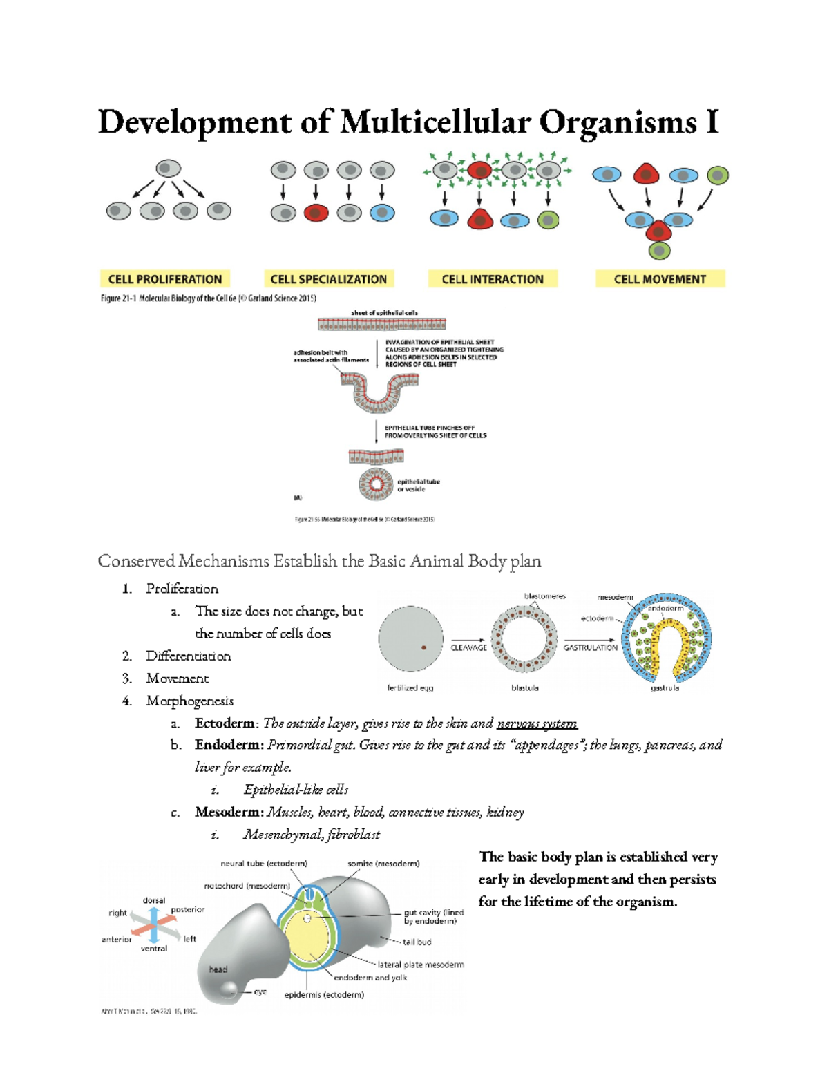 Development of Multicellular Organisms I - Development of Multicellular ...