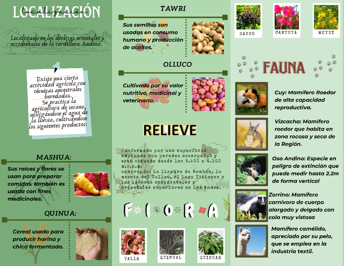 Suni - Trata sobre la región Suni - LOCALIZACIÓN TAWRI Sus semillas son ...