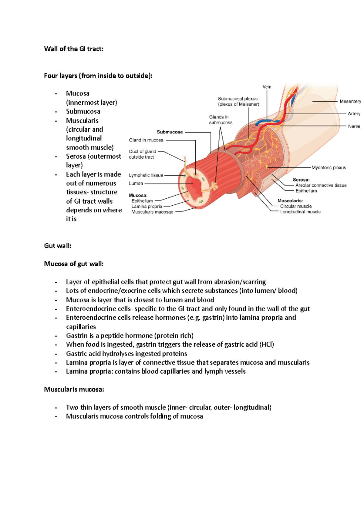 Wall of the GI tract - Lecture notes 1-2 - Wall of the GI tract: Four ...