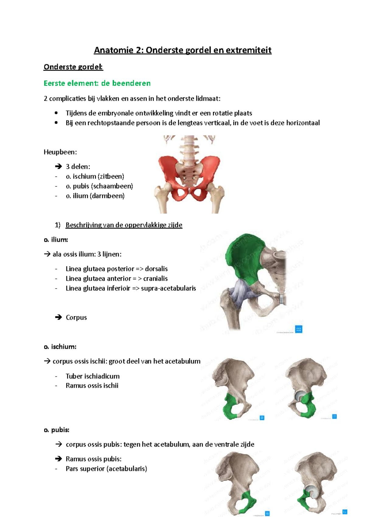 Anatomie 2 samenvatting - Anatomie 2: Onderste gordel en extremiteit ...