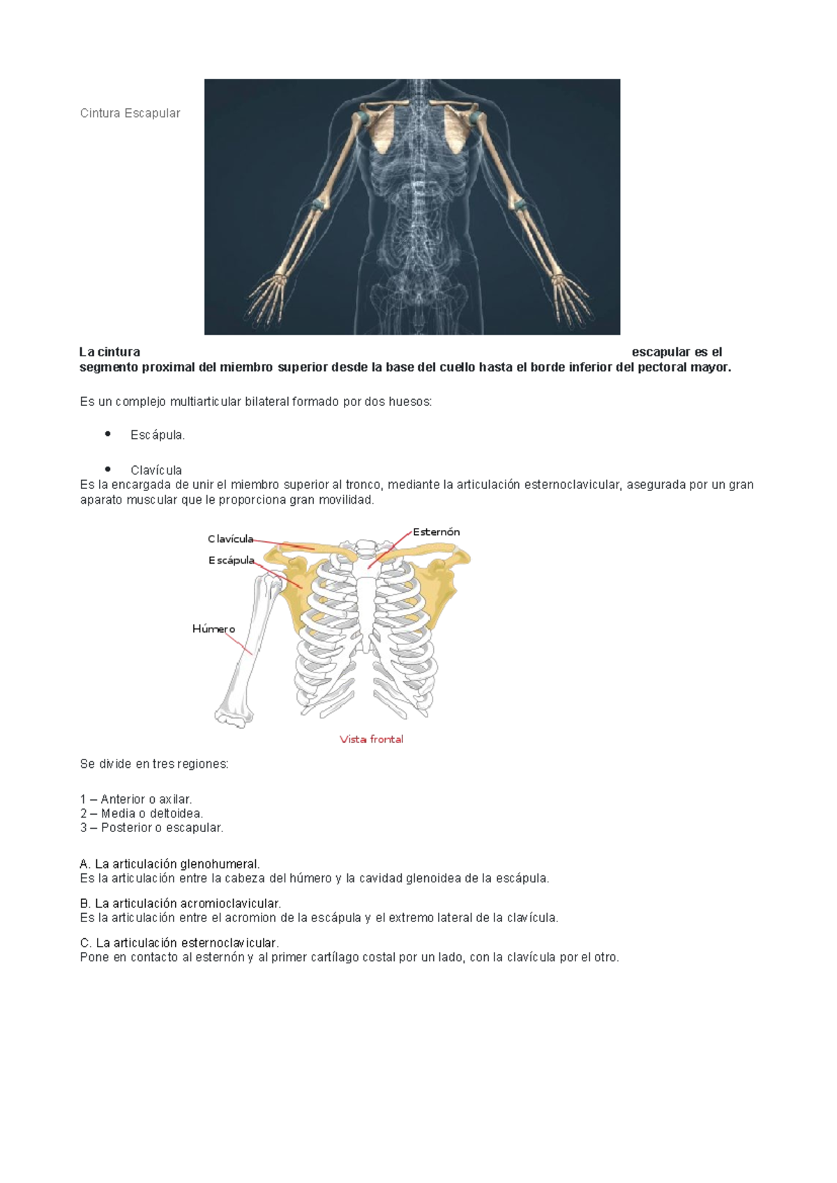 Cintura Escapular - Es un complejo multiarticular bilateral formado por ...