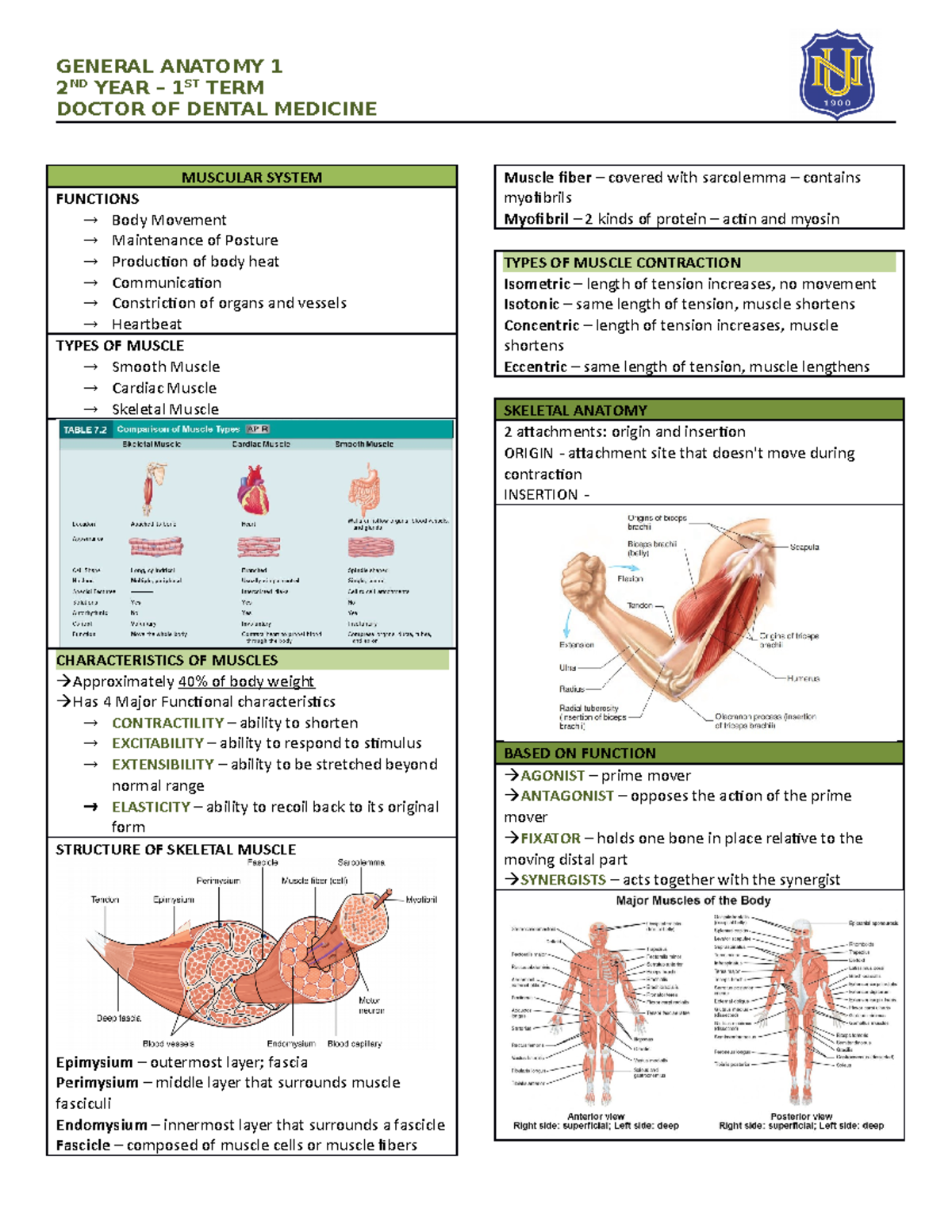 Lesson 4 - Muscular System - GENERAL ANATOMY 1 2 ND YEAR – 1ST TERM ...