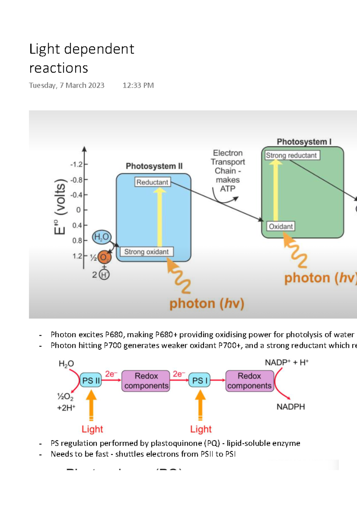 Photosynthesis 3 - Photon excites P680, making P680+ providing ...