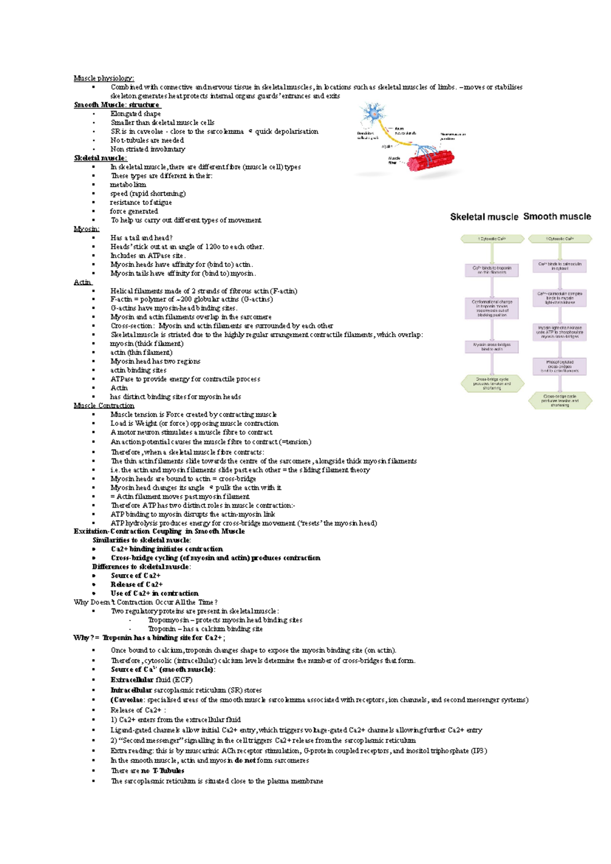 Revision - bullet pointed notes - Muscle physiology: Combined with ...