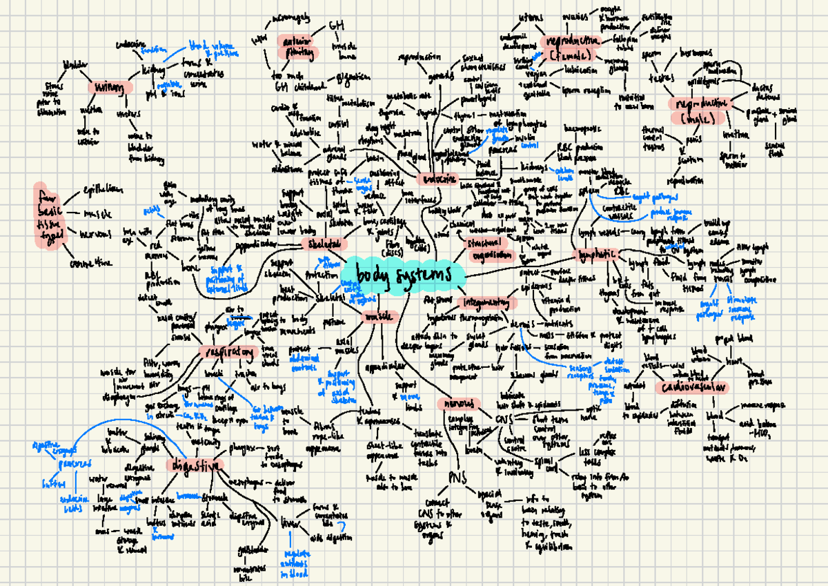 Body Systems Mind Map - · / 5 = e E e - ↑ & > > E - / = - & = E e - ####### - I i - e - Studocu
