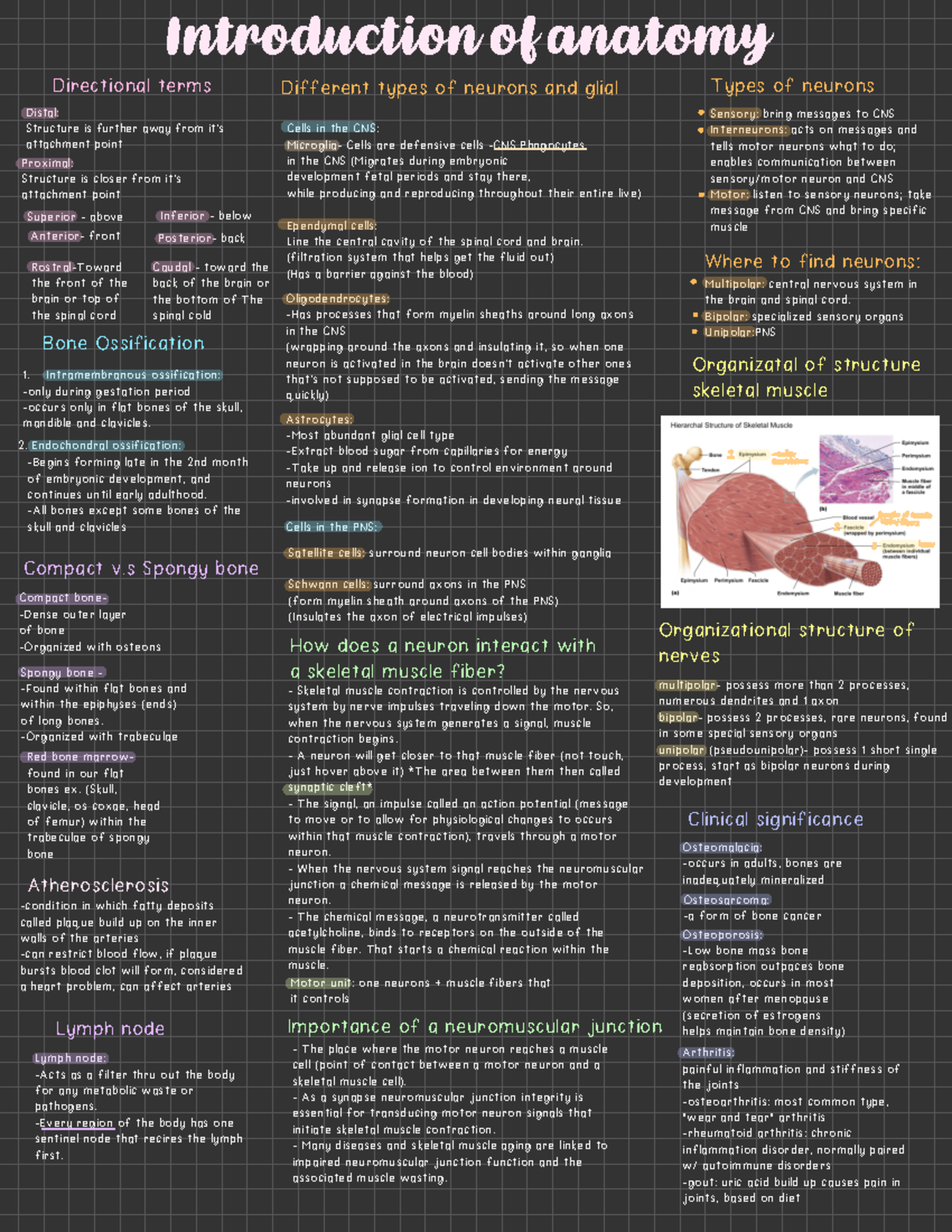 Anatomy Study Guide - Introduction of anatomy Distal: Structure is ...