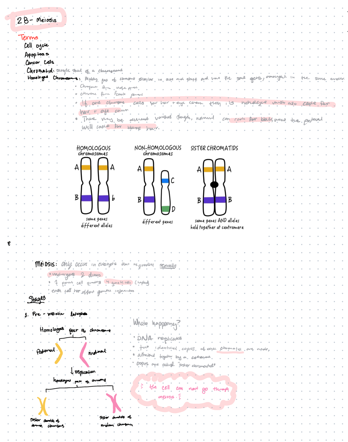2B - Meiosis (unfinished) - Studocu