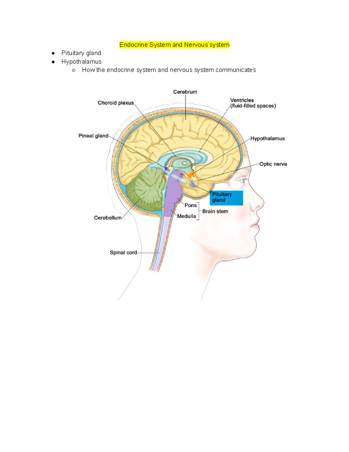 Endocrine System Lecture Anatomy - Endocrine System and Nervous system ...