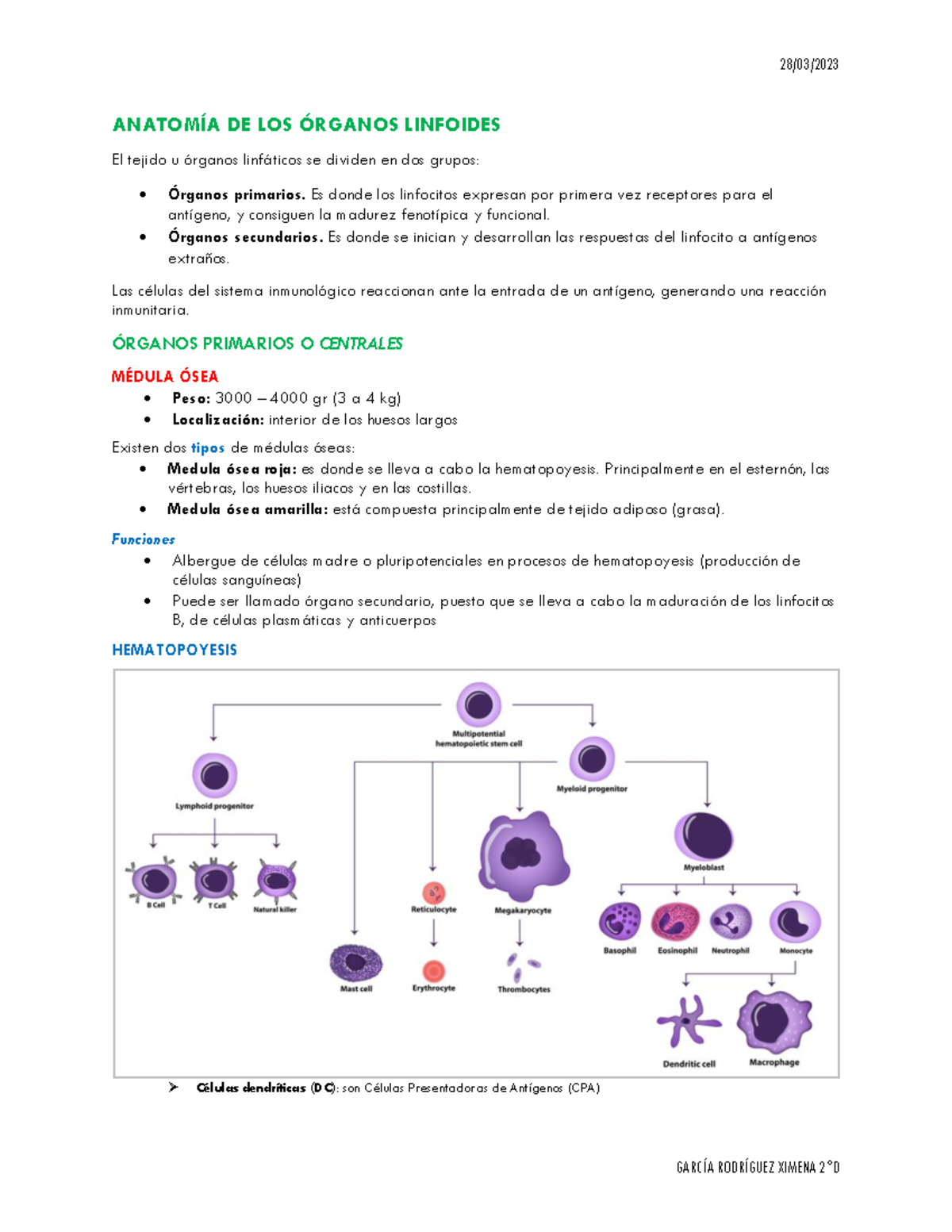 Anatomía de los Órganos Linfoides - ANATOMÍA DE LOS ÓRGANOS LINFOIDES ...