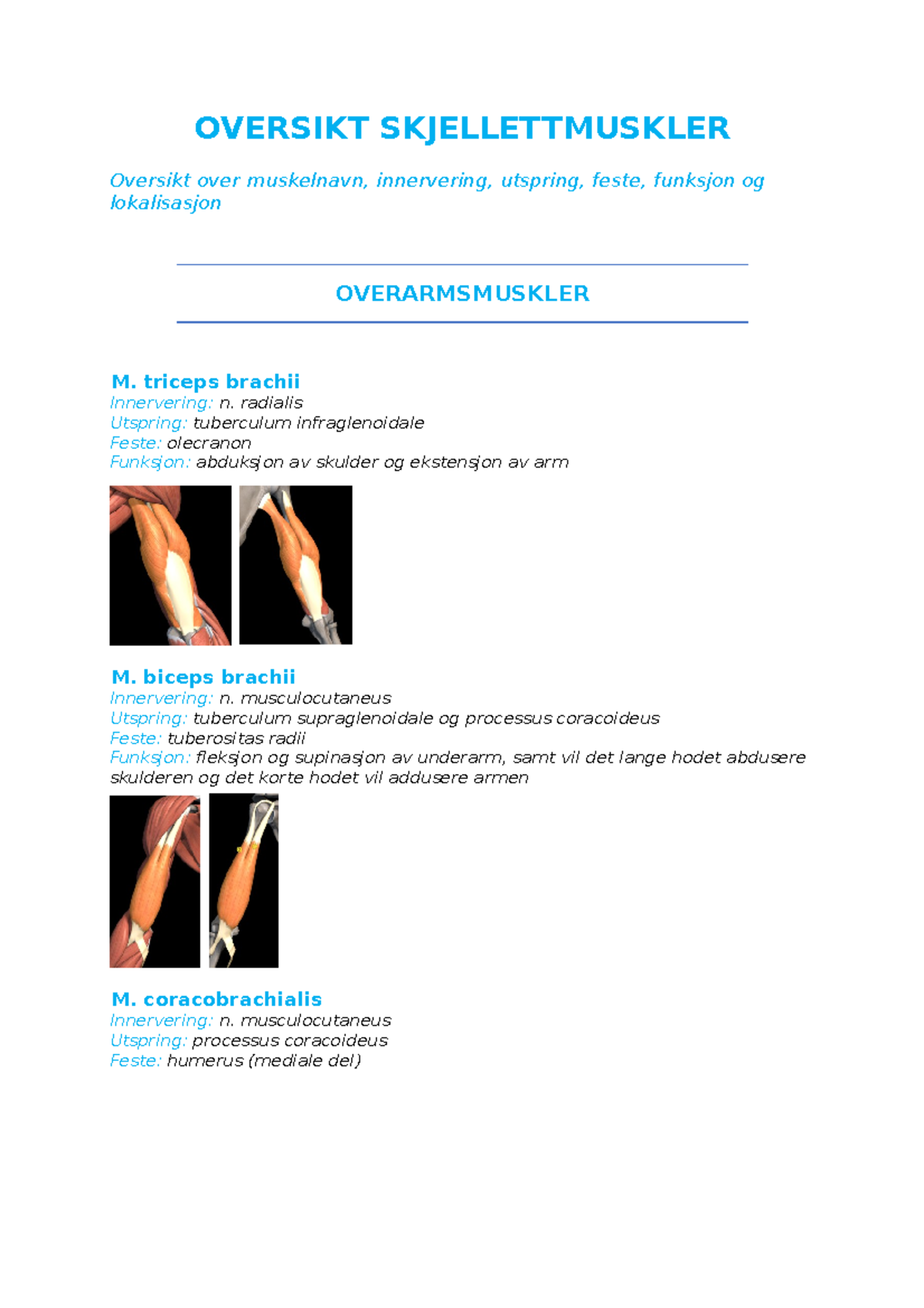 Oversikt muskler - OVERSIKT SKJELLETTMUSKLER Oversikt over muskelnavn ...