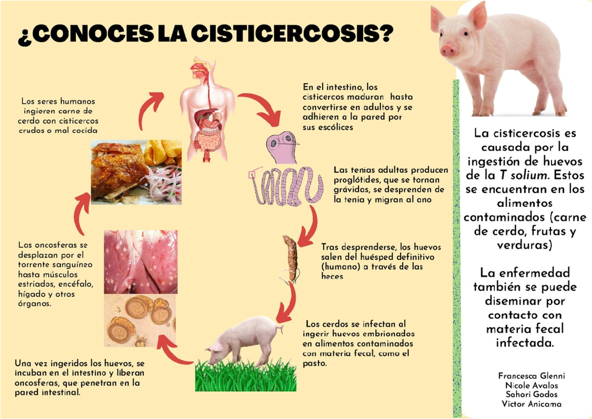Cisticercosis - biologia - CISTICERCOSIS? En el intestino, los Los ...