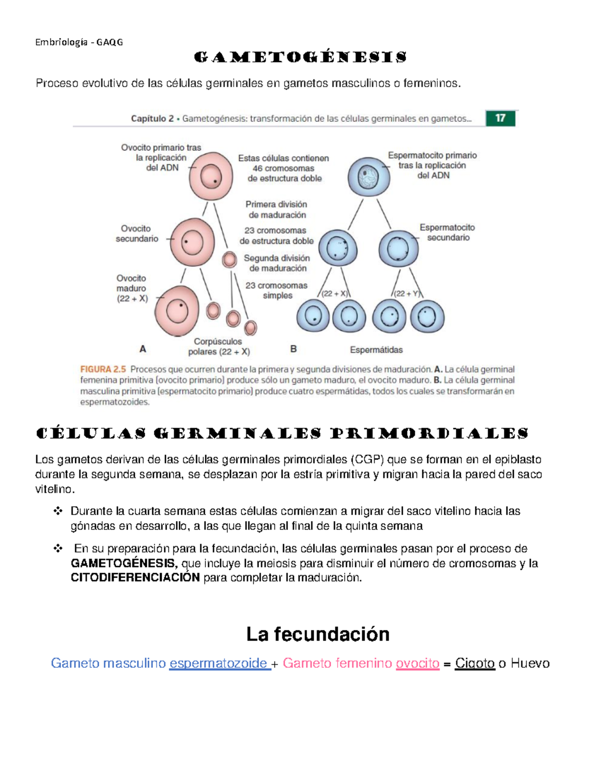 Embriologia general - GametogÈnesis Proceso evolutivo de las células germinales en gametos - Studocu