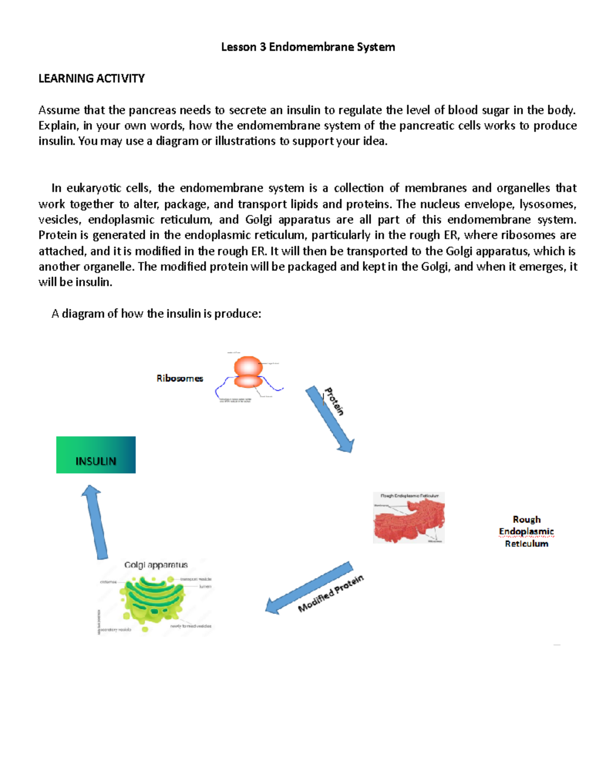Activity 3 Endomembrane System - Lesson 3 Endomembrane System LEARNING ...