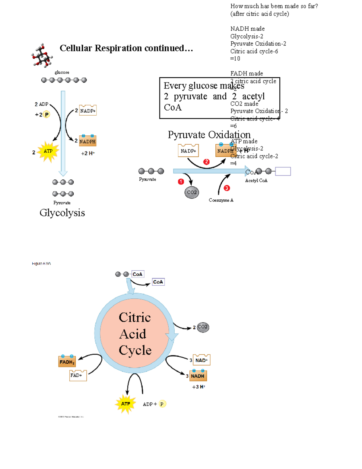 Lesson 7 Class Outline Cellular Respiration - Cellular Respiration ...