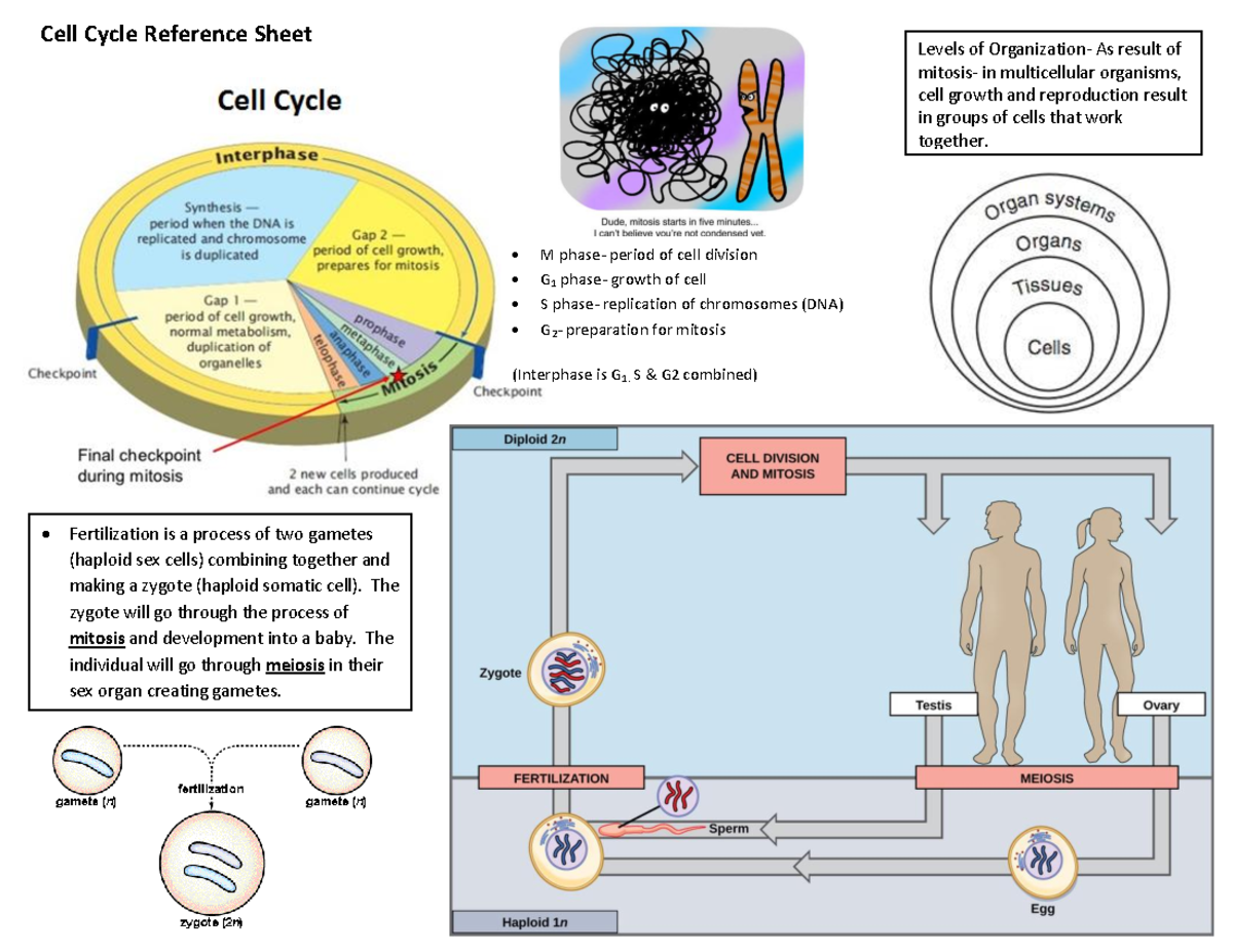 Cell cycle - Cell Cycle Reference Sheet Levels of Organization- As ...