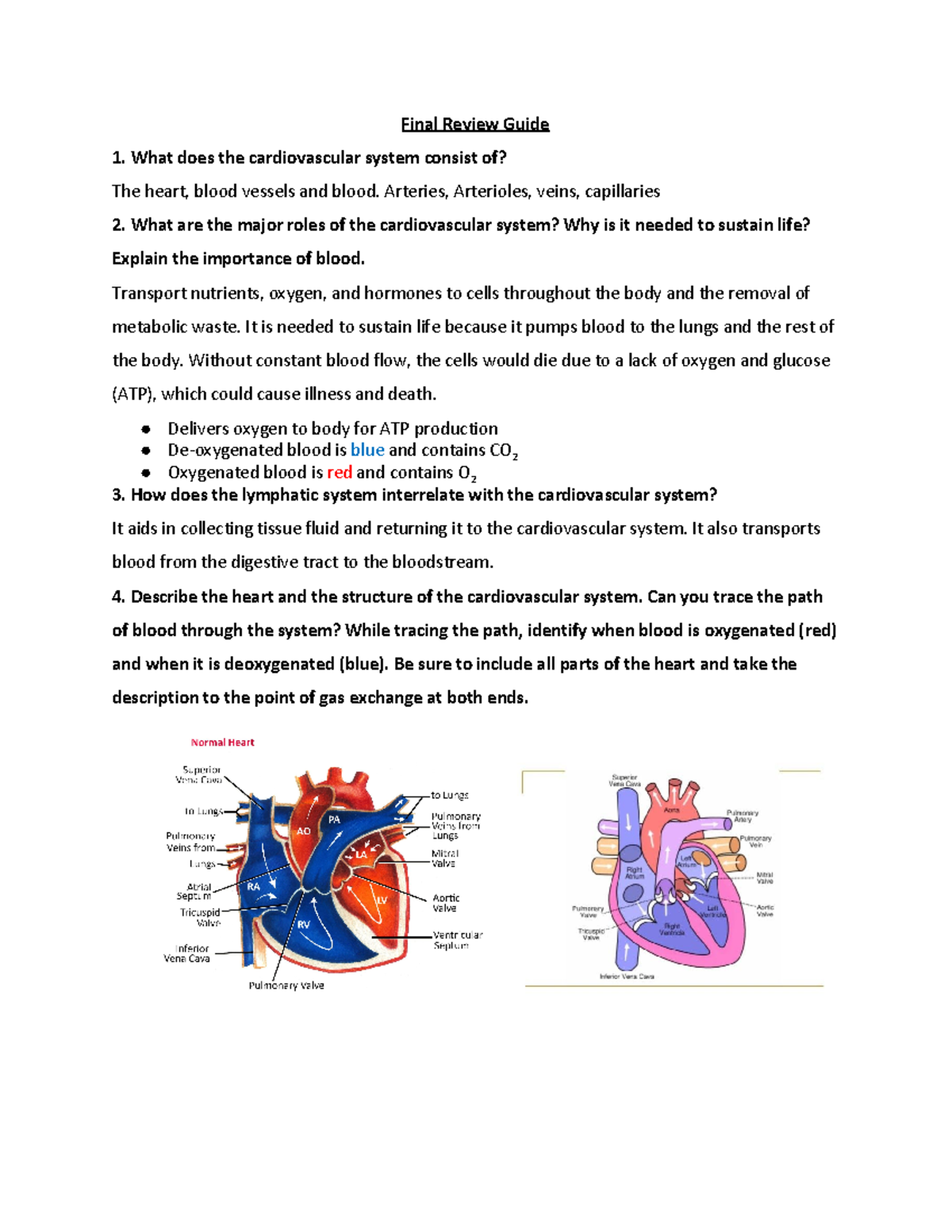 Final HHD Study Guide - Final Review Guide What does the cardiovascular ...