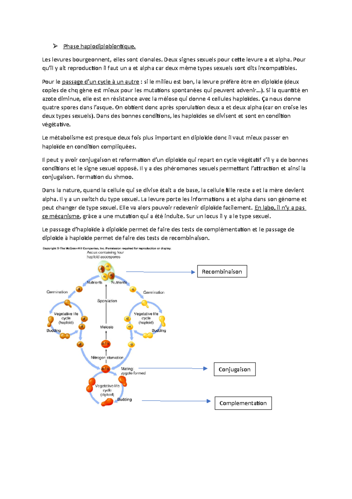 Phase haplodiplobiontique levure - Phase haplodiplobiontique. Les ...