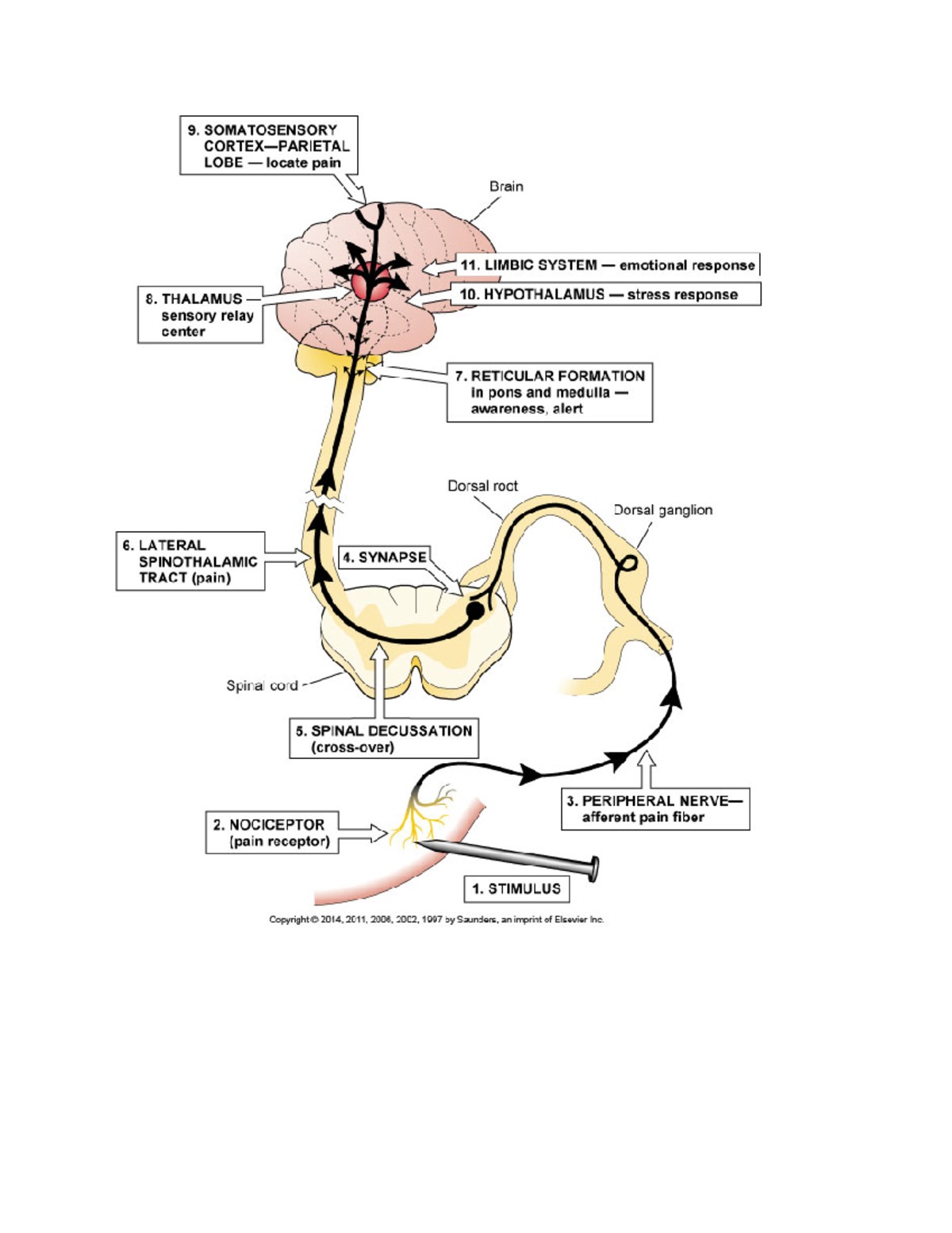 Patho Pictures: Graphs - NURS 230 - Studocu