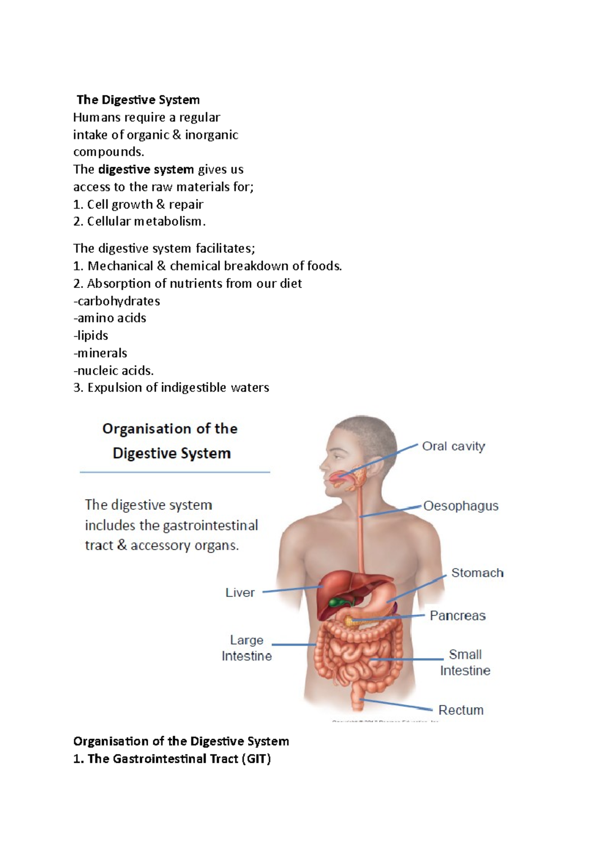 The Digestive System - Lecture notes 3 - The Digestive System Humans ...