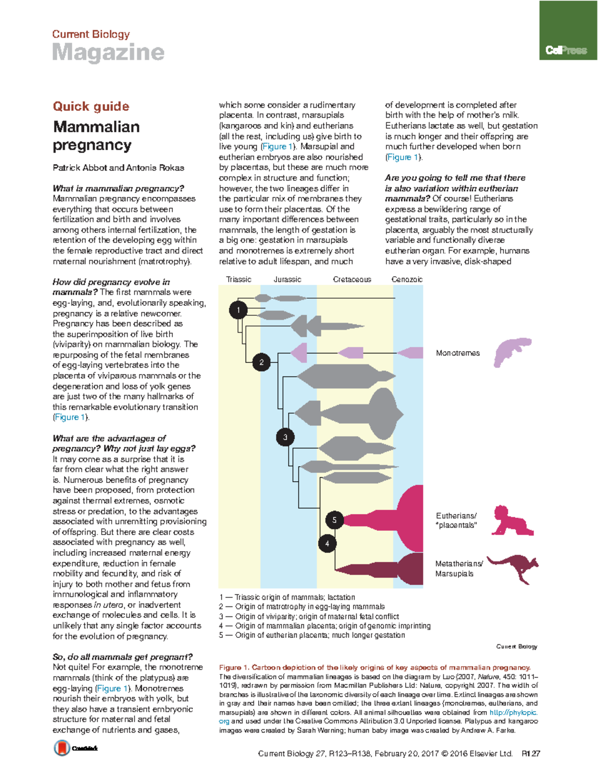 PIIS0960982216312726 - Current Biology Magazine Current Biology 27 ...