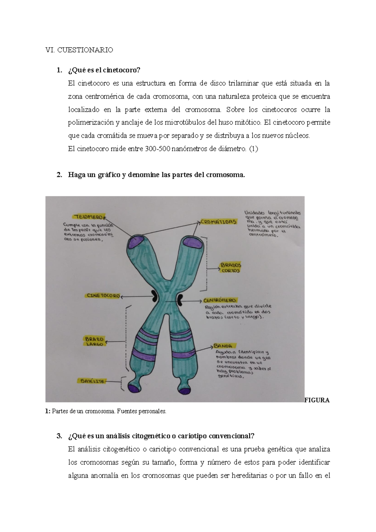 Cinetocoro - VI. CUESTIONARIO 1. ¿Qué es el cinetocoro? El cinetocoro ...