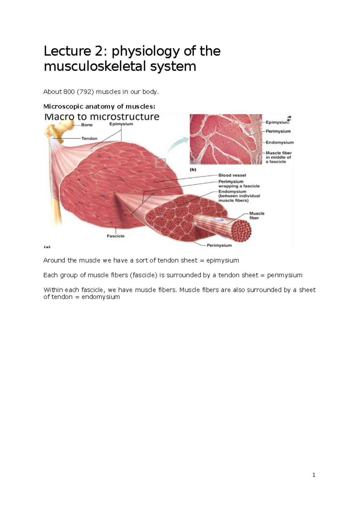 Lecture 2 (physiology musculoskeletal system) - Lecture 2: physiology ...