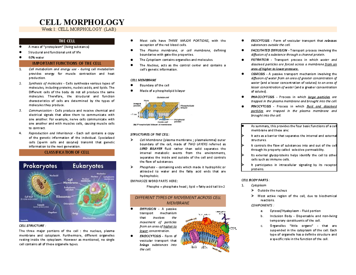 Cells 2 - CELL MORPHOLOGY Week 1: CELL MORPHOLOGY (LAB) THE CELL A mass ...