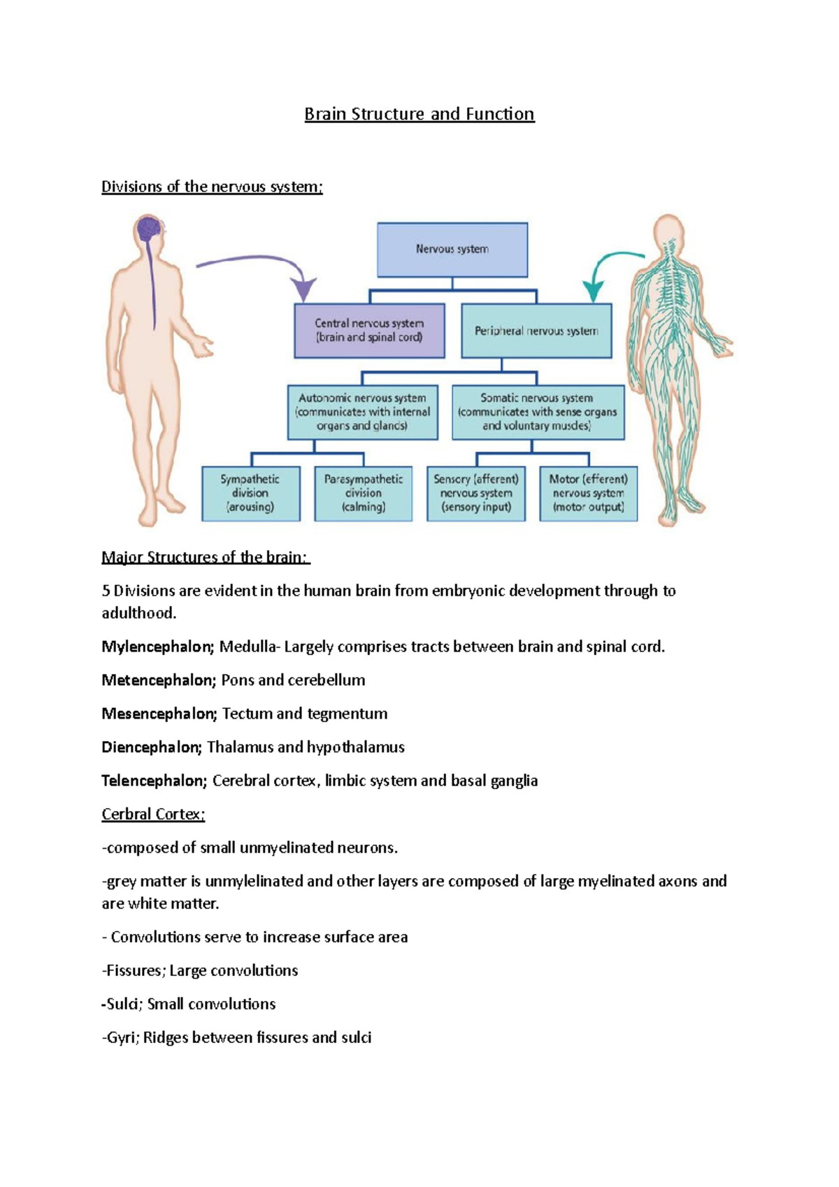 Brain structure and functions - Brain Structure and Function Divisions ...
