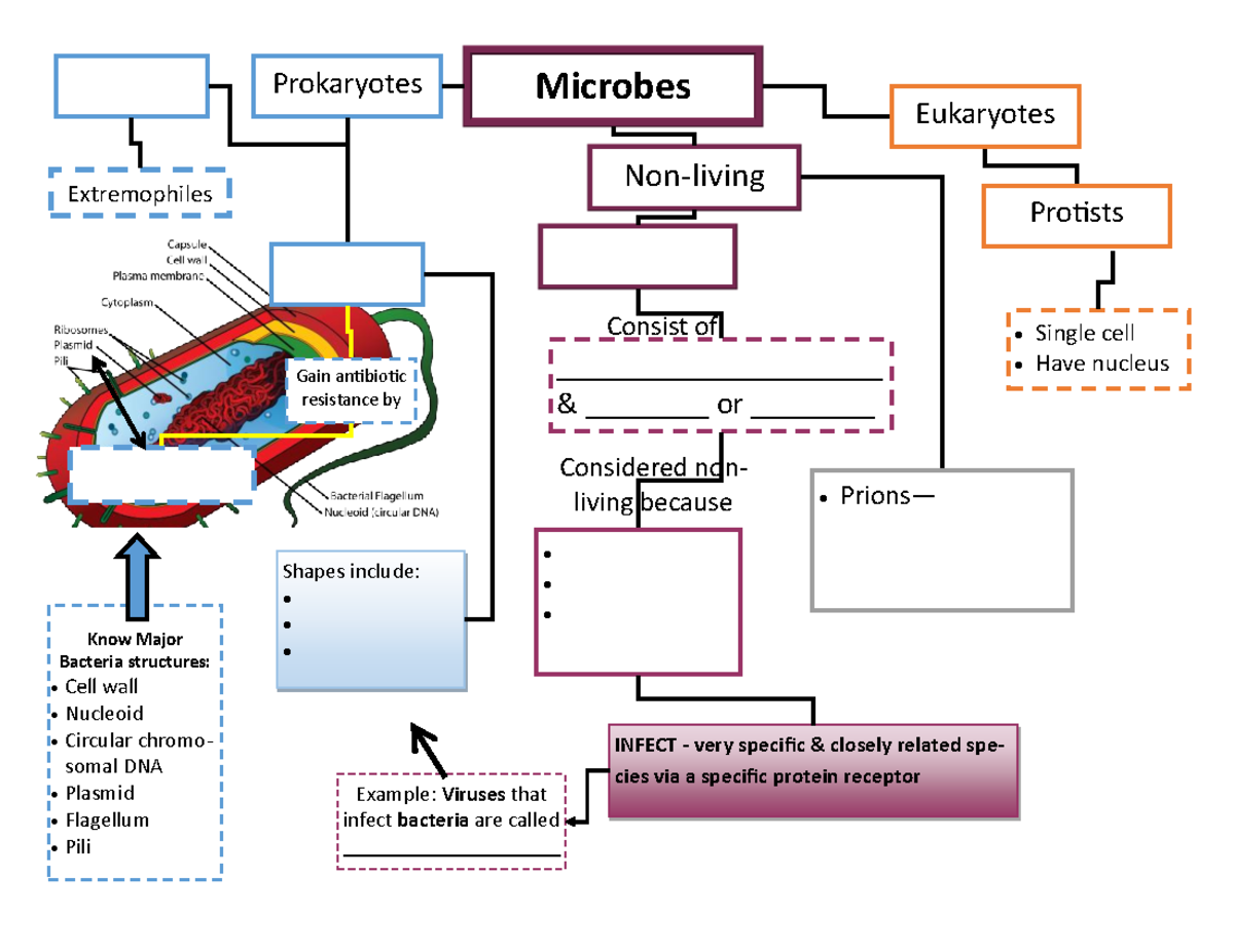 Ch 1 Microbes Concept Map Blank - Microbes Consist of ...
