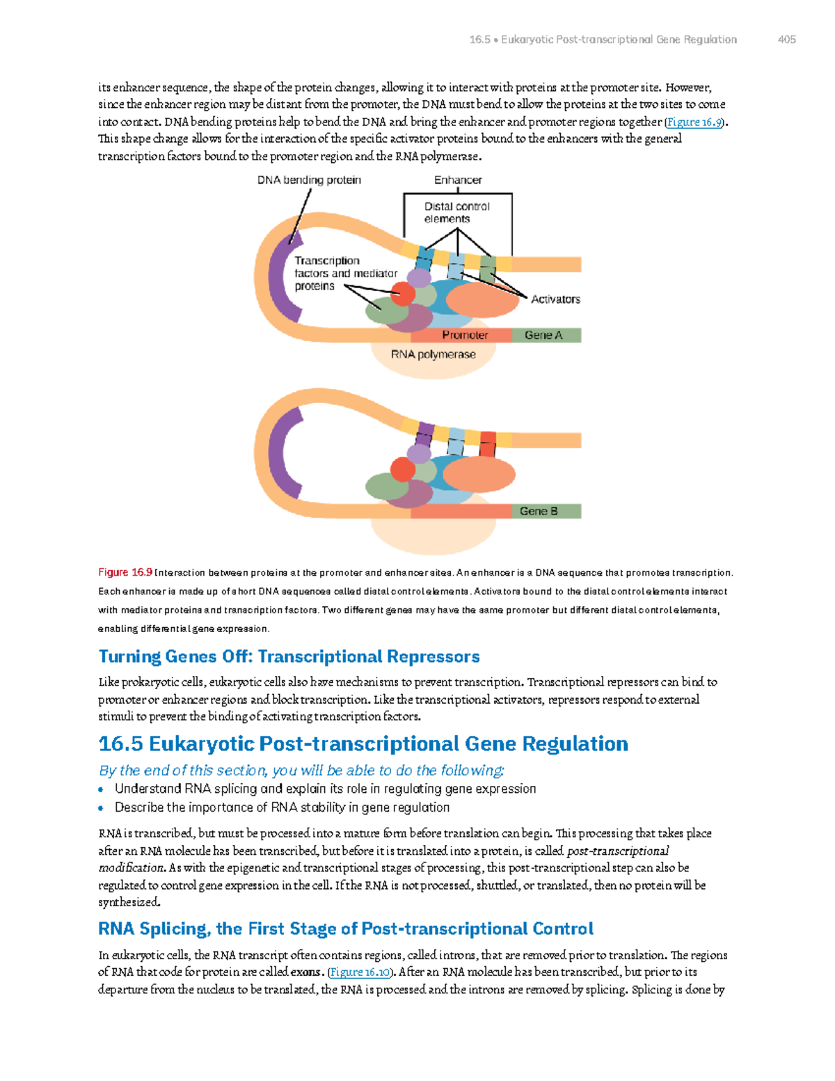 Chapter 16 Gene Expression Part 6 - its enhancer sequence, the shape of ...