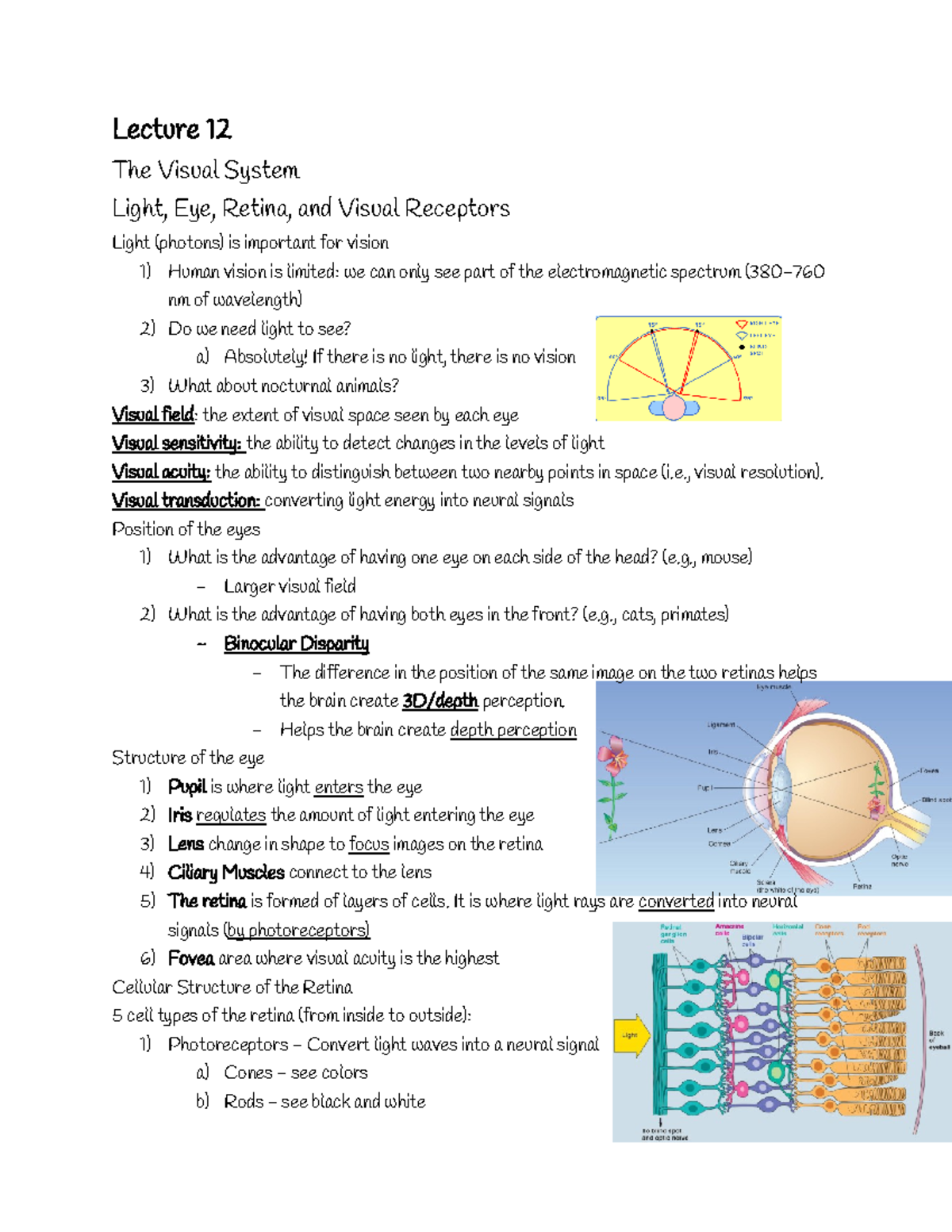PSY 250 Notes Exam 4 - Lecture 12 The Visual System Light, Eye, Retina ...