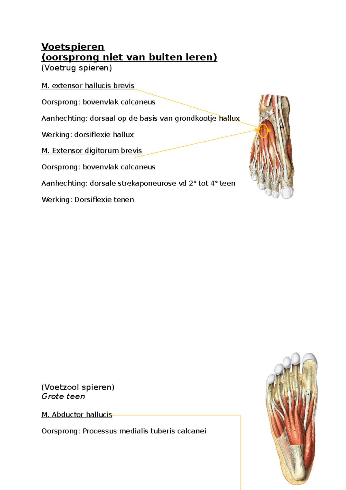 samenvatting oppervlakkige voetspieren - Voetspieren (oorsprong niet ...