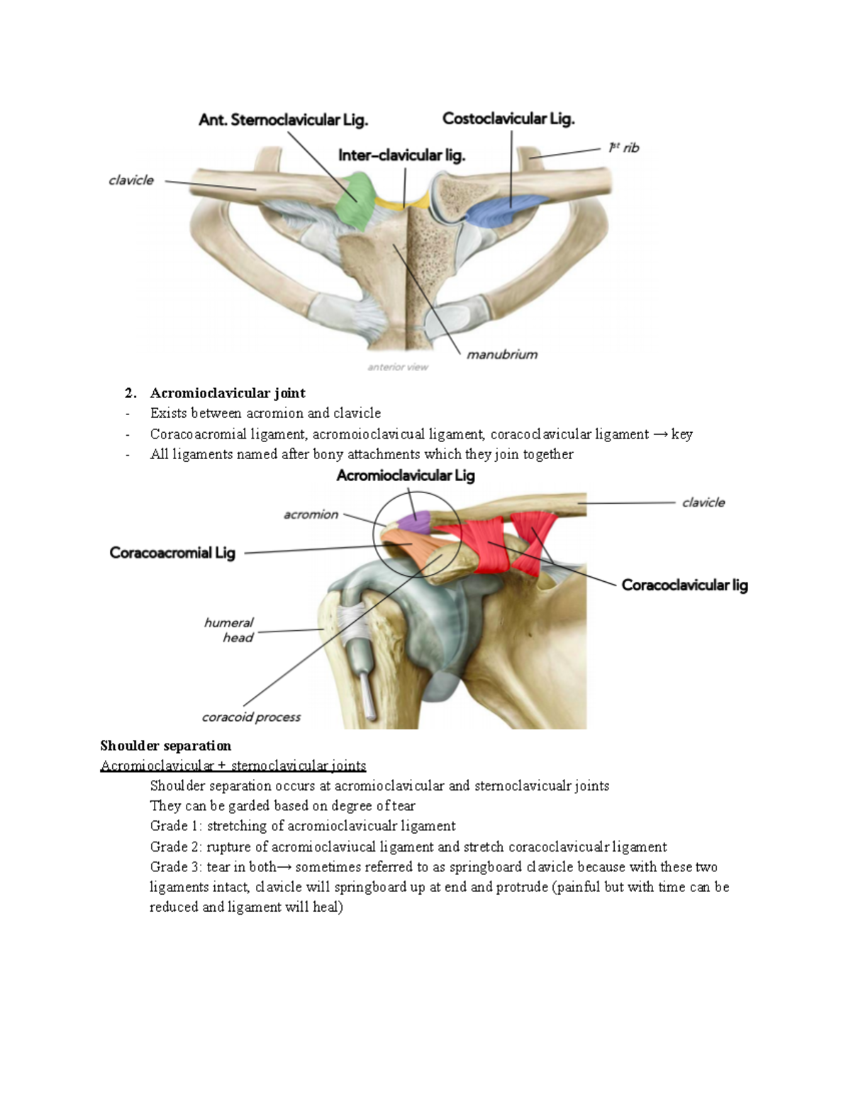 Anatomy Muscles of arm notes - Acromioclavicular joint Exists between ...