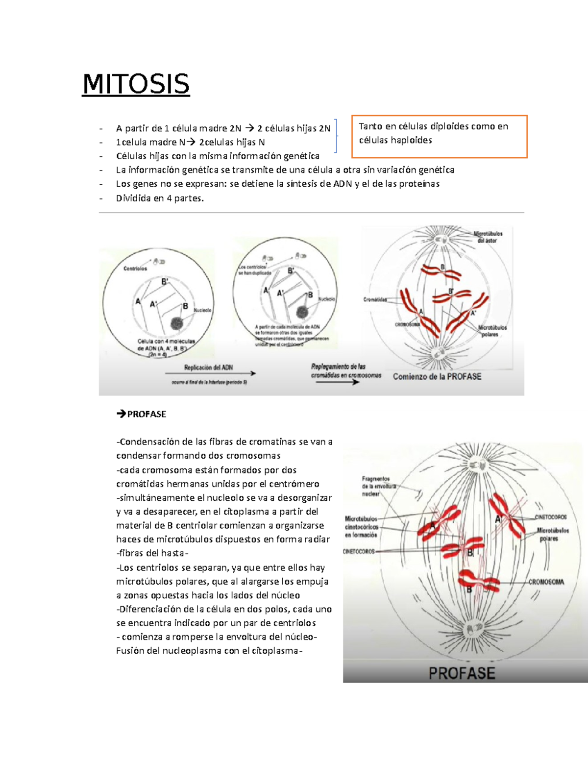 Mitosis - MITOSIS A partir de 1 célula madre 2N 2 células hijas 2N ...