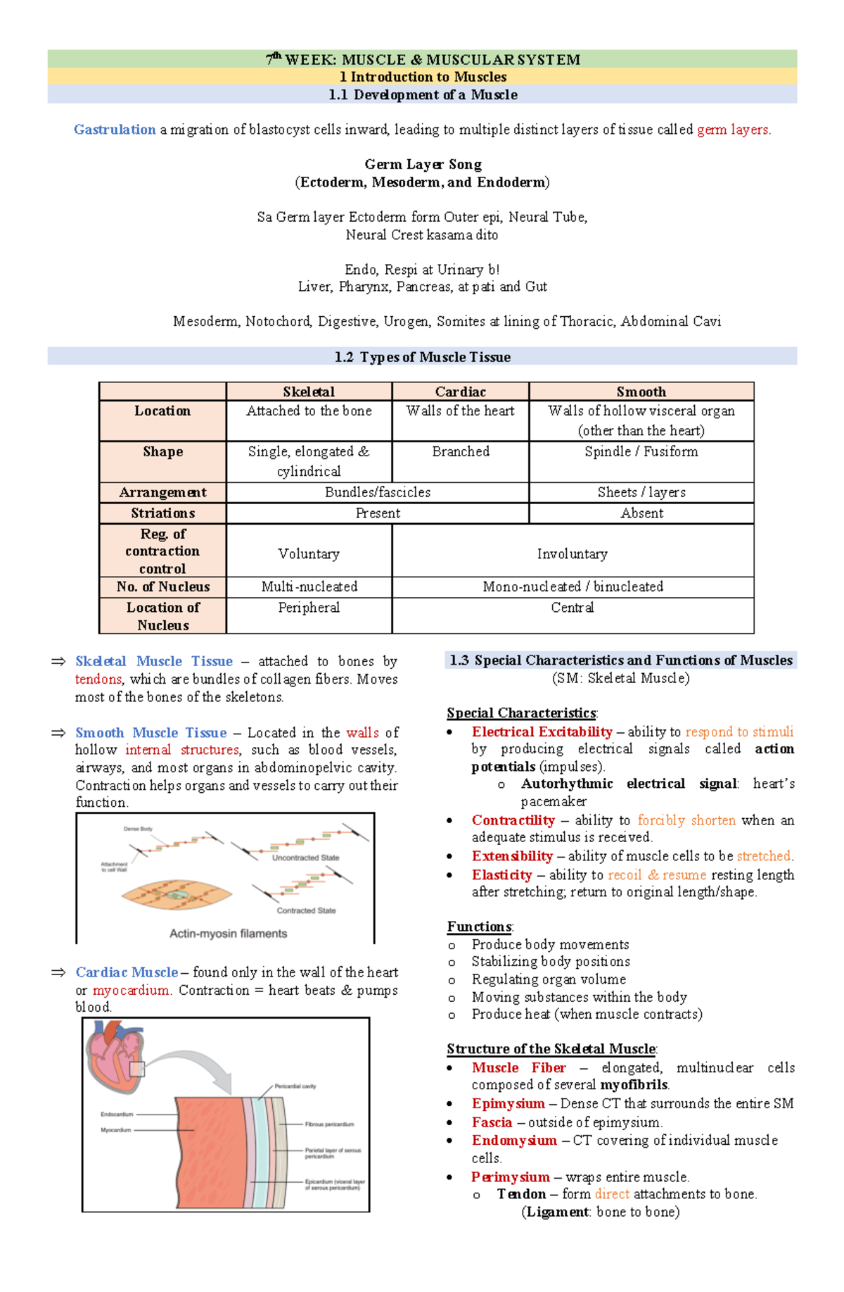 Midterm transes - Anaphy - 7 th WEEK: MUSCLE & MUSCULAR SYSTEM 1 ...