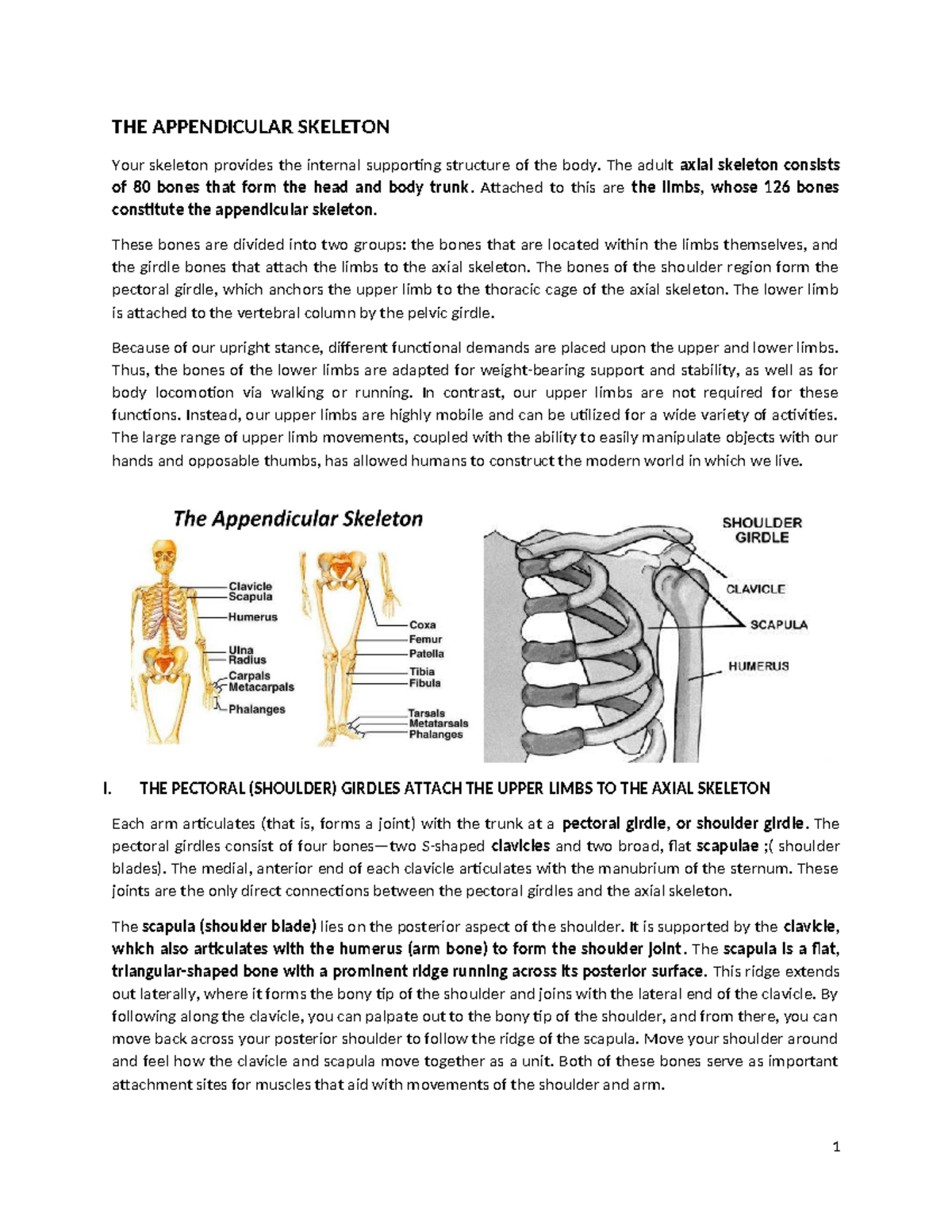THE- Appendicular- Skeleton - THE APPENDICULAR SKELETON Your skeleton ...